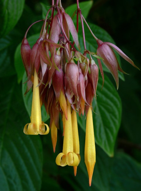 Return of the Golden Fuchsia