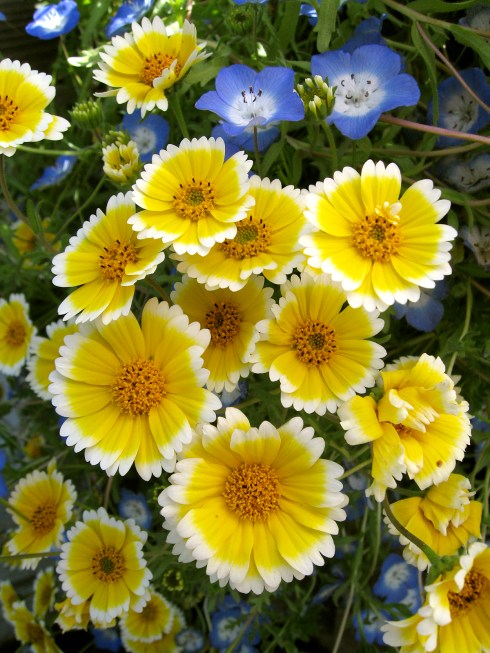 Wild for California Native Wildflowers!