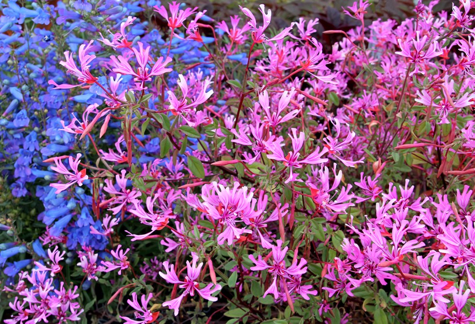 Easy Pleasing Clarkias!