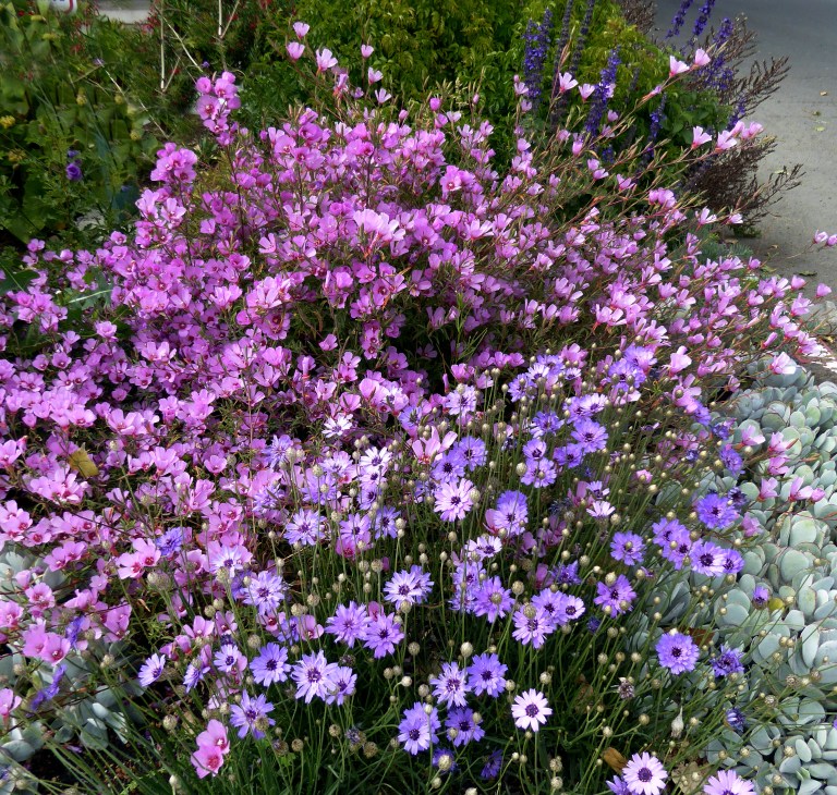 Easy Pleasing Clarkias!