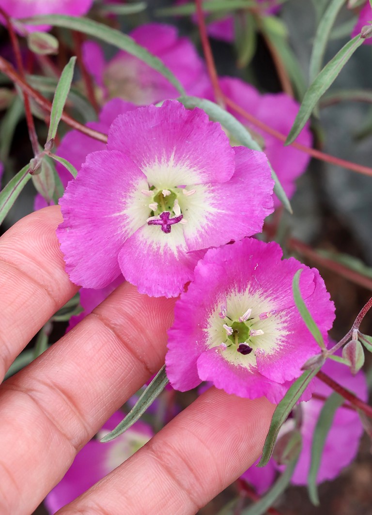 Easy Pleasing Clarkias!