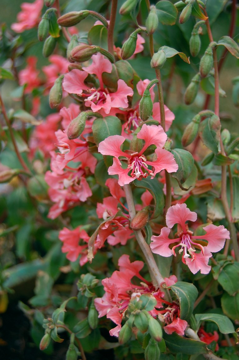 Easy Pleasing Clarkias!