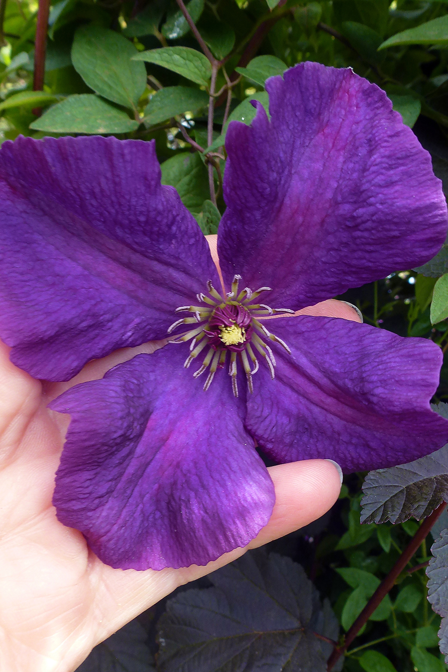 clematis_polish_spirit