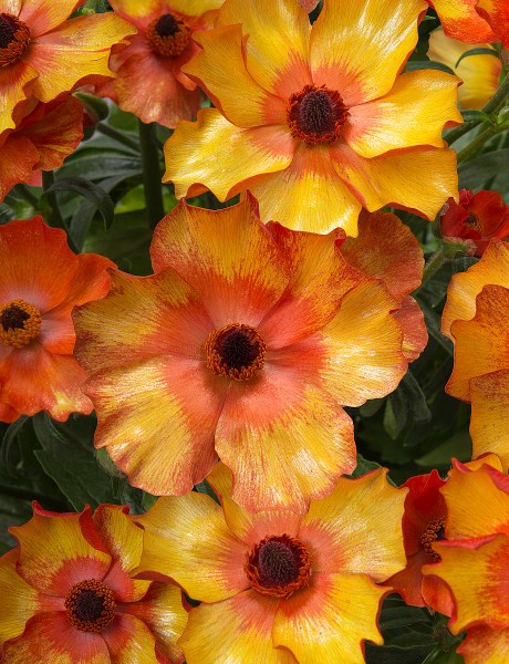 | Rare, Heirloom & Unusual Plants