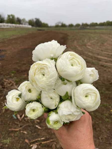 | Rare, Heirloom & Unusual Plants