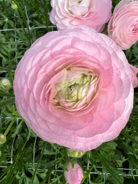 | Rare, Heirloom & Unusual Plants