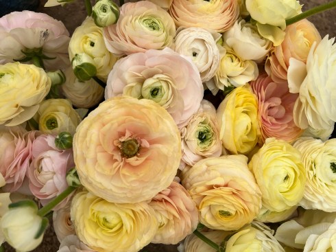 | Rare, Heirloom & Unusual Plants