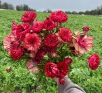 | Rare, Heirloom & Unusual Plants