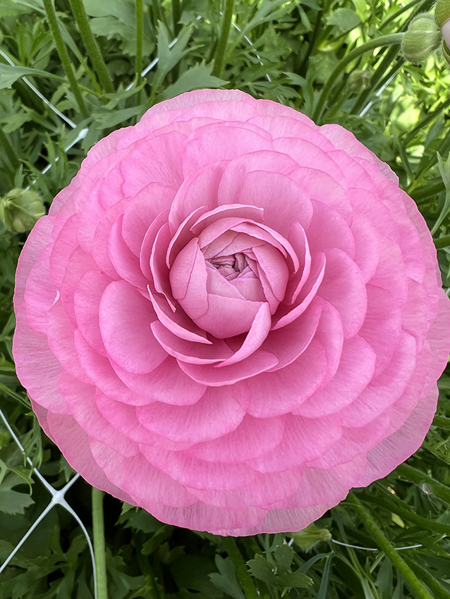 | Rare, Heirloom & Unusual Plants