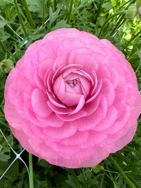 | Rare, Heirloom & Unusual Plants